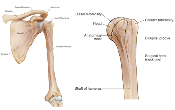 elbow-arm-anatomy
